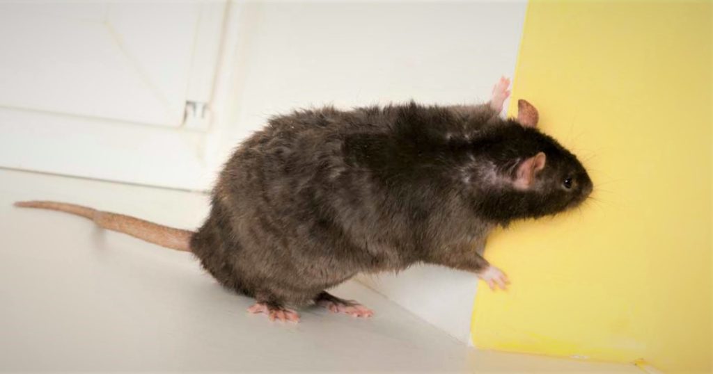 SOS : Détecter la présence de rats dans la maison